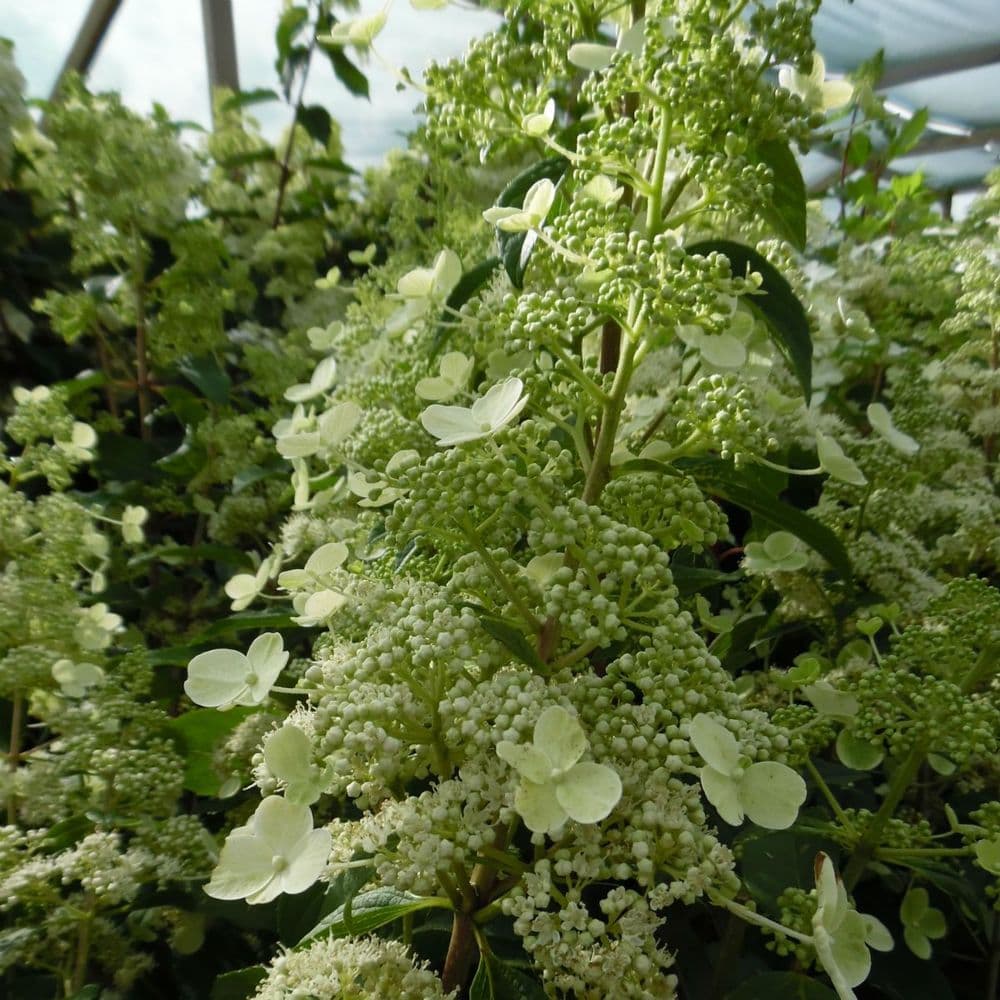 Hydrangea paniculata MAGICAL HIMALAYA Kolmahima PBR