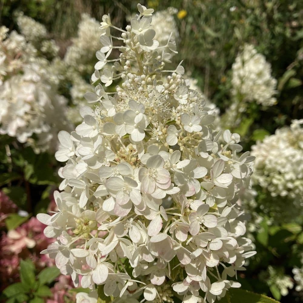 Hydrangea paniculata MAGICAL Matterhorn Bokomaho PBR
