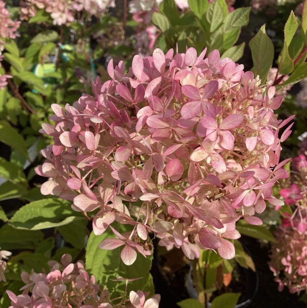 Hydrangea paniculata Petite Lantern LISSJUDY PBR