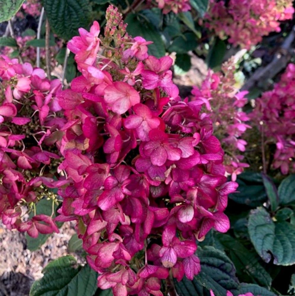 Hydrangea paniculata Petite Lantern LISSJUDY PBR