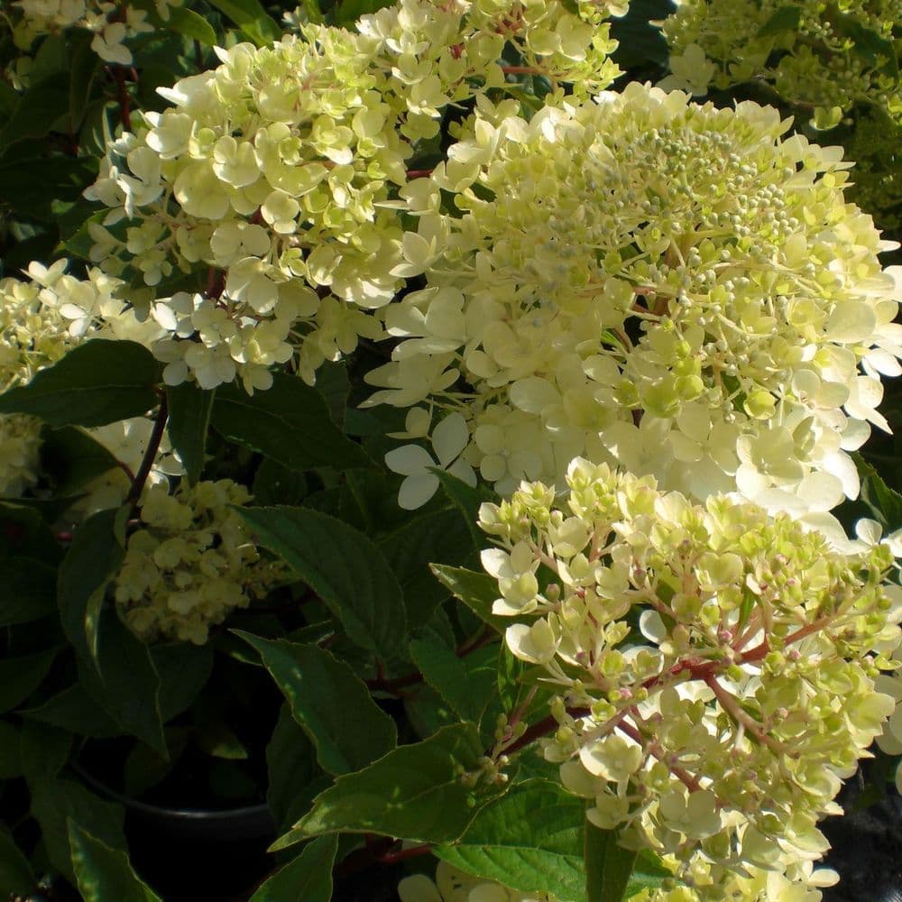 Hydrangea paniculata Phantom AGM