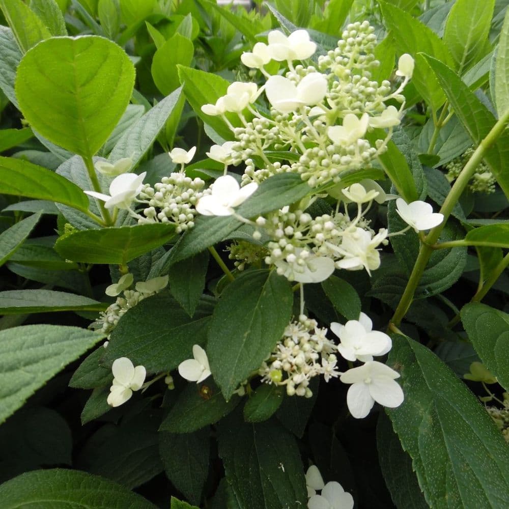 Hydrangea paniculata PINK DIAMOND Interhydia AGM Large Specimen Plant