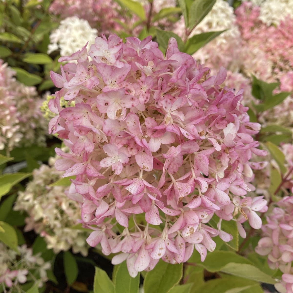 Hydrangea paniculata Skyfall Frenne PBR
