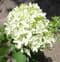 Hydrangea paniculata Skyfall Frenne PBR