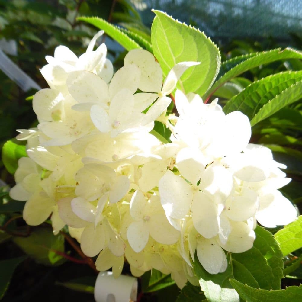 Hydrangea paniculata White Lady