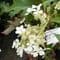 Hydrangea quercifolia ICE CRYSTAL Hqopr010 PBR