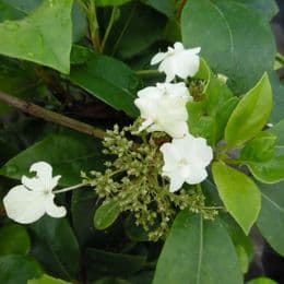 Hydrangea Seemannii