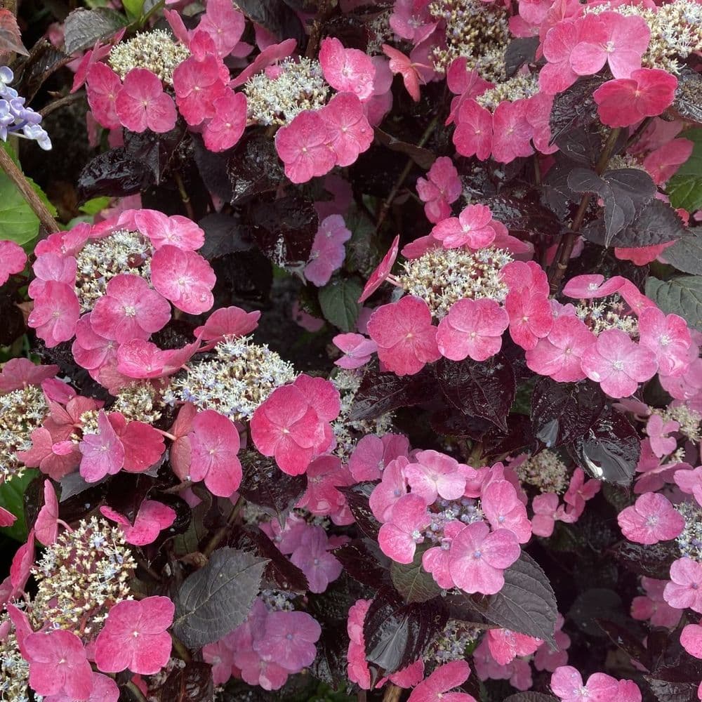 Hydrangea serrata Daredevil