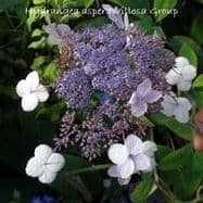 Hydrangea aspera