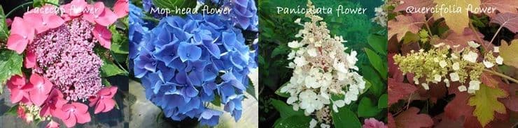 Signature Hydrangeas from Golden Hill Nurseries About Our Hydrangeas