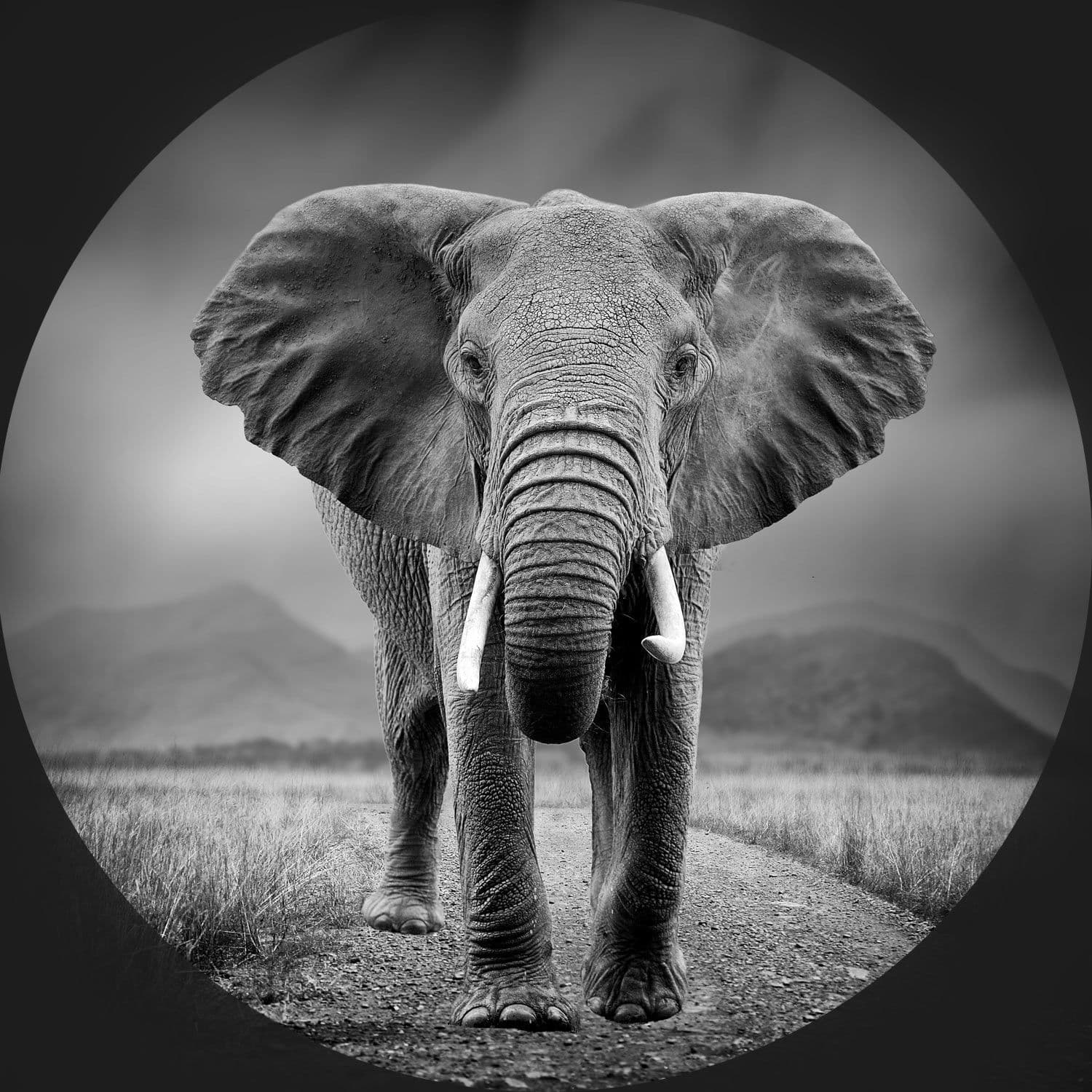 Elephant Wheel Cover - Laminated for Longer Lifespan | The Sign Maker Shop