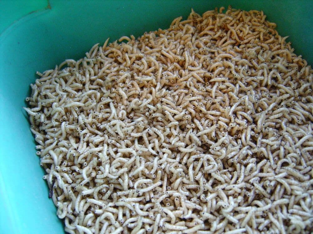 Squats Fishing Bait - Soar Tackle