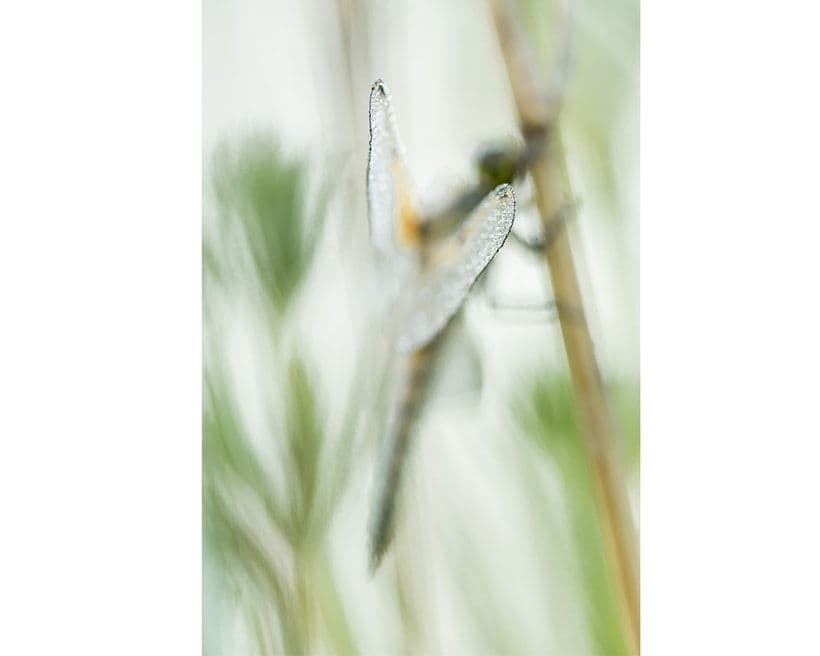 Women in Photography: An interview with Victoria Hillman | SRB Photographic