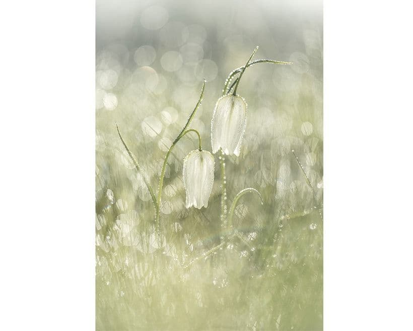 Women in Photography: An interview with Victoria Hillman | SRB Photographic