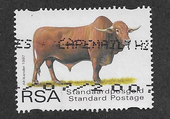 1997 1R CATTLE BREED - AFRIKANDER FINE USED