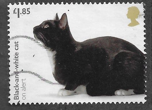 2022 1 85 CATS - BLACK AND WHITE CAT FINE USED