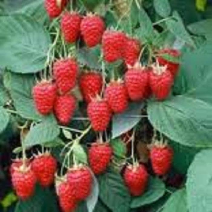 Primocane Raspberry Varieties Raspberry Canes Joan J Primocanes (5