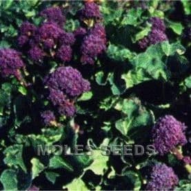 Broccoli Purple Sprouting Red Arrow