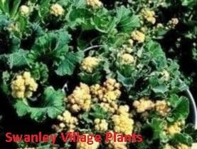 Broccoli White Sprouting White Star