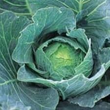 Cabbage F1 Celtic