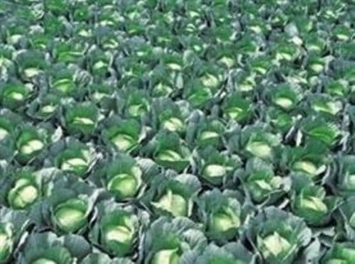 Cabbage F1 Green Rich