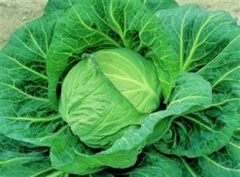 Cabbage F1 Spring Hero