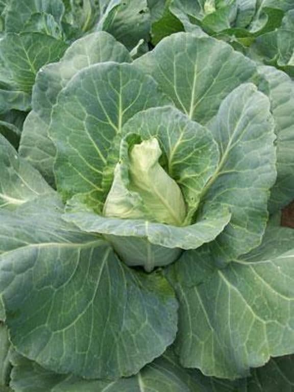 Cabbage First Early Market