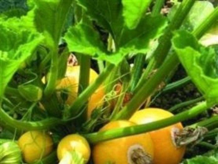 Courgette F1 One Ball