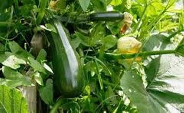 Courgette Long Green Trailing