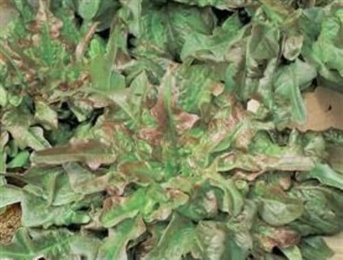 Lettuce Catalogna Rossa