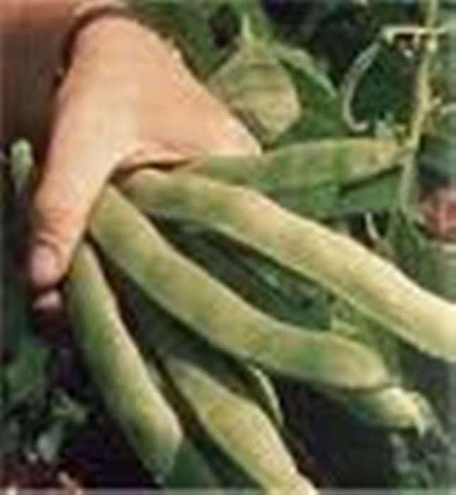 Runner Bean Pickwick