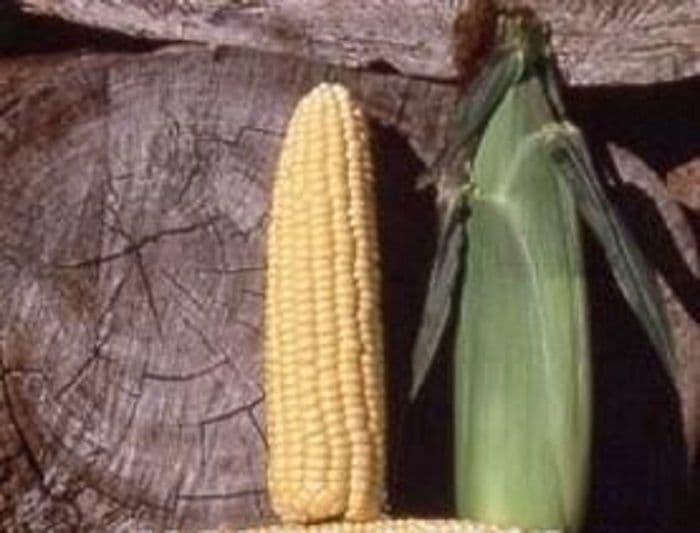Sweetcorn F1 Lark