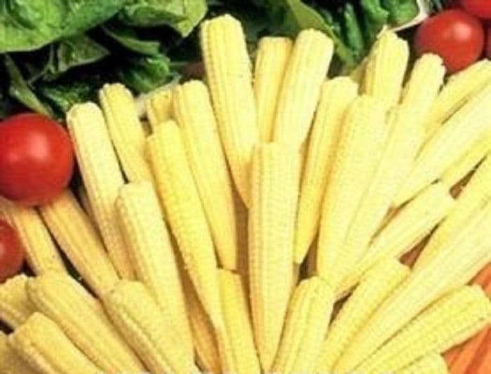 Sweetcorn F1 Minipop