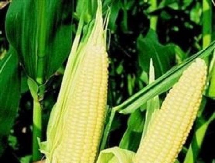 Sweetcorn F1 Sundance