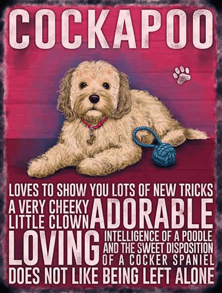 Cockapoo Metal Wall Sign (4 sizes) | Cockapoo Wall Art | Cockerpoo Gifts