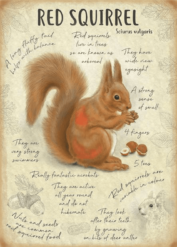 Red Squirrel Metal Wall Sign (4 sizes) | Red Squirrel Wall Art ...