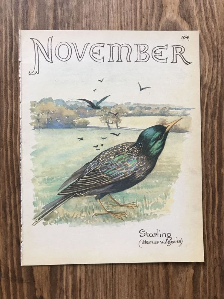 November - Country Diary of an Edwardian Lady - Book Page