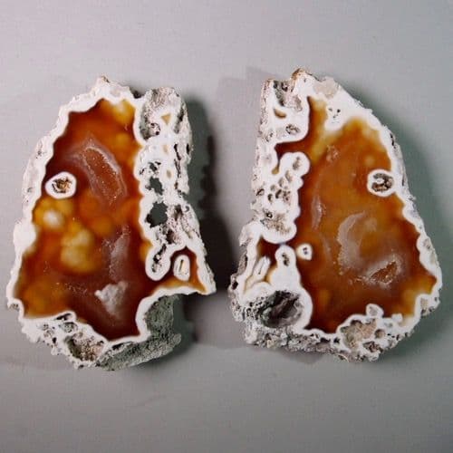 AGATISED CORAL TWO HALVES POLISHED - 25 million years old - Florida USA