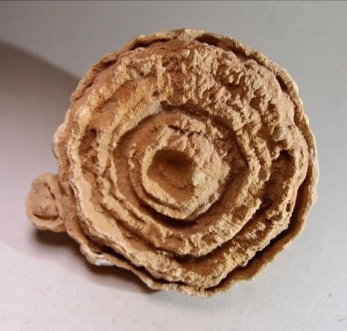 BARITE SAND CONCRETION pseudo stromatolite - Morocco