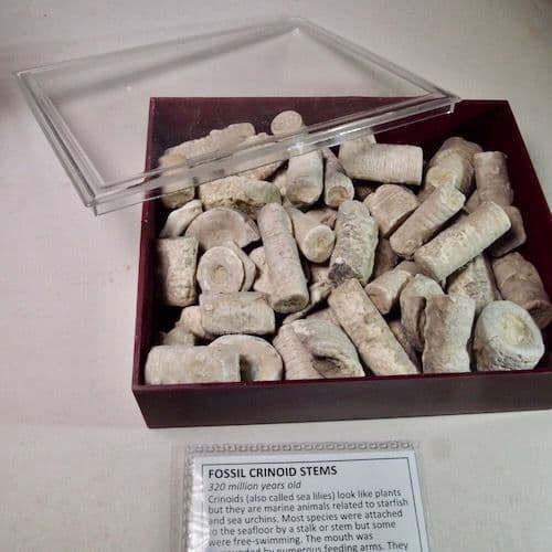 BOX OF FOSSIL CRINOID STEMS - 320 million years old - Texas