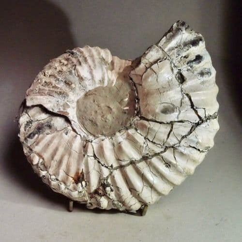 CRETACEOUS AMMONITE - Small Dole Clay Pit West Sussex