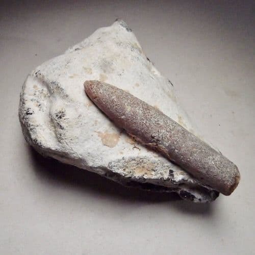 CRETACEOUS BELEMNITE ON SMALL FLINT NODULE - 70 million years old - Norfolk