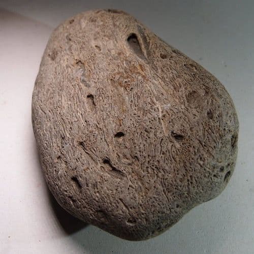 CRETACEOUS SILICIFIED TREE FERN STEM - 125 million years old - Hastings ...