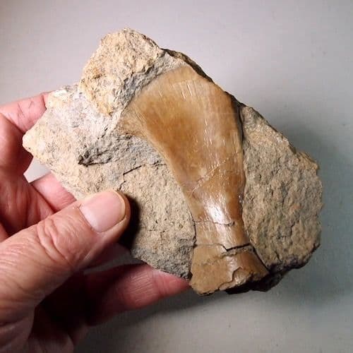 CRETACEOUS TURTLE BONE - 145 million years old - Swanage Dorset