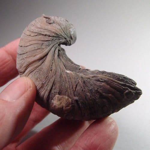 Devil's Toenail Fossil Age Clearance | emergencydentistry.com