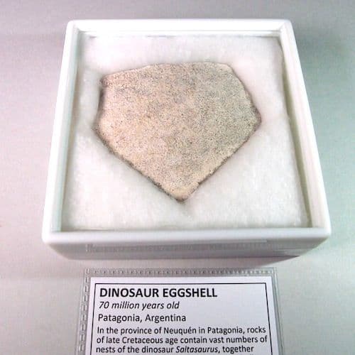 DINOSAUR EGGSHELL LARGE PIECE - 70 million years old - Argentina