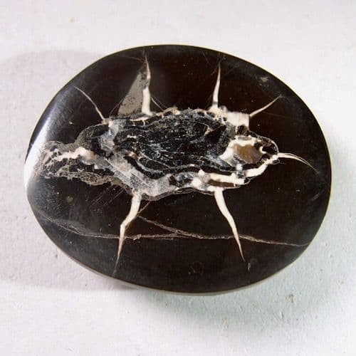 FISH COPROLITE PRESERVED IN IRONSTONE NODULE - Cut and polished - Edinburgh