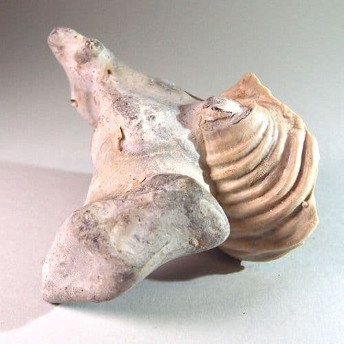 FOSSIL BIVALVE INOCERAMUS IN FLINT NODULE - 80 million years old - Kent