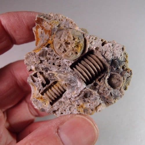 FOSSIL CRINOID STEMS SCREWSTONE - 300 million years old - Ukraine