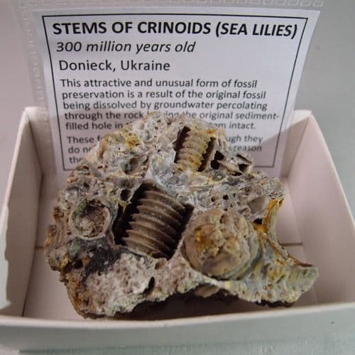 FOSSIL CRINOID STEMS SCREWSTONE - 300 million years old - Ukraine